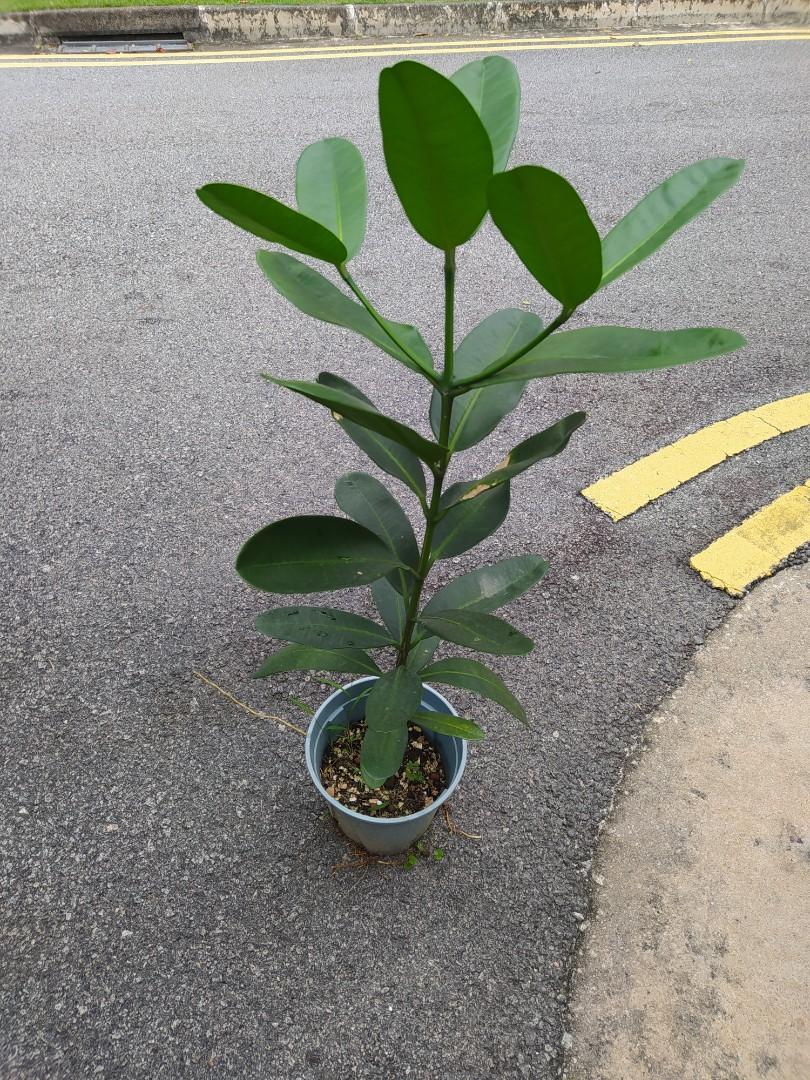 Home Grown Happiness Tree About 3 ft, Gardening, Plants on Carousell
