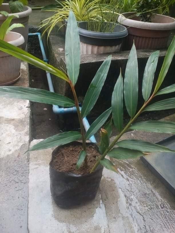 Tagbak stem plant medicinal plant stem for arthritis for sale from ...