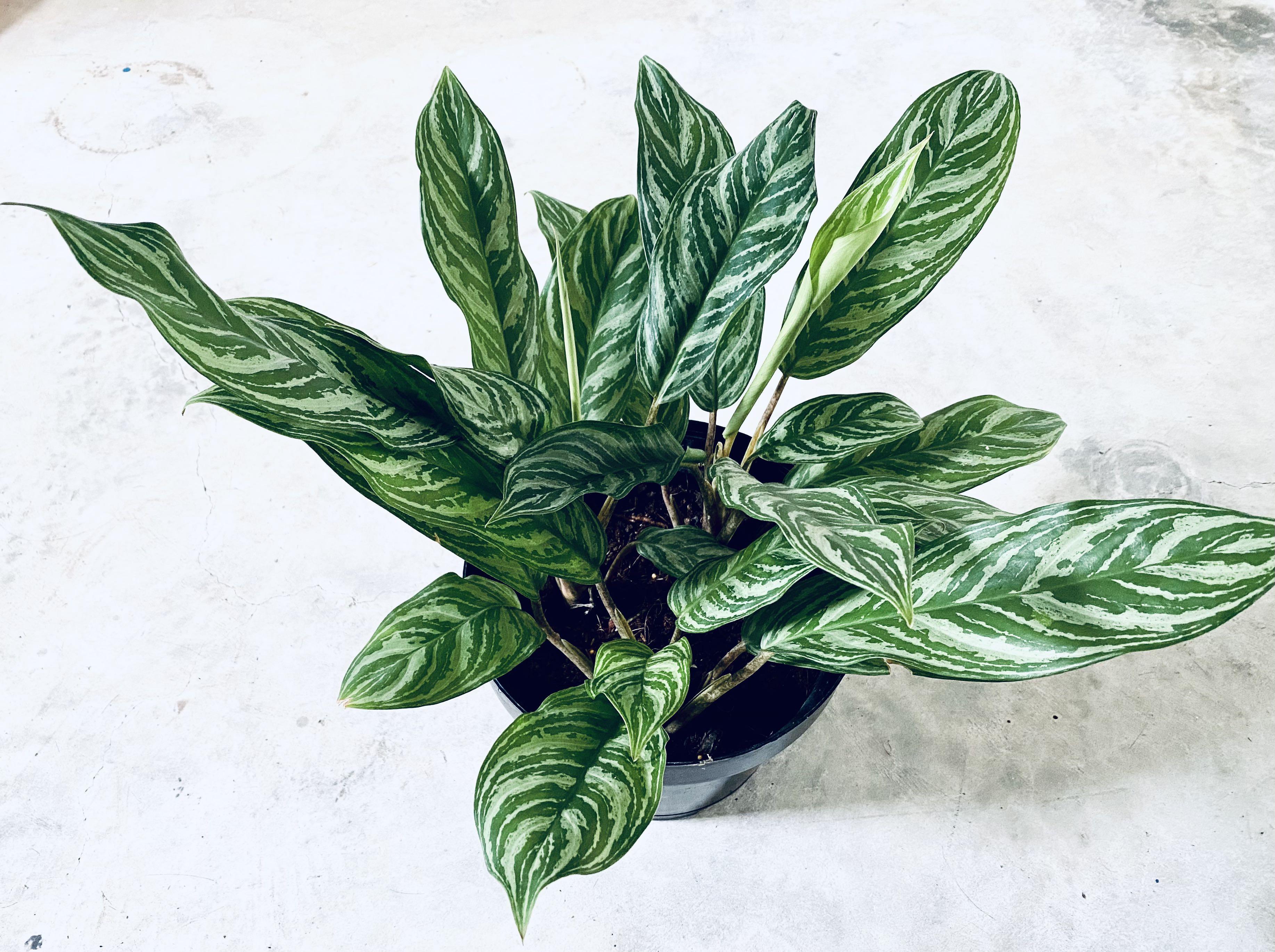 Aglaonema Malay Beauty, Furniture & Home Living, Gardening, Plants ...