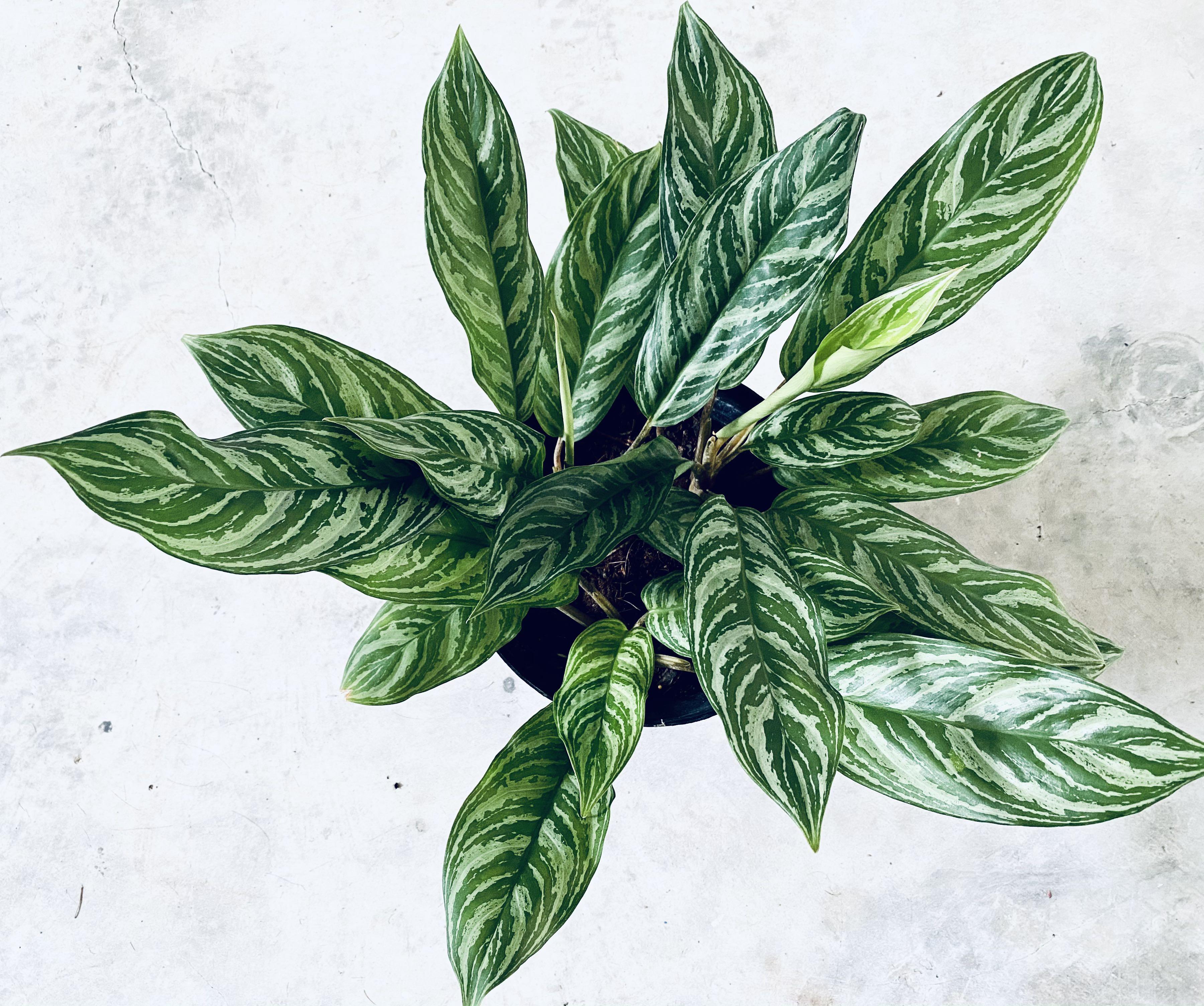 Aglaonema Malay Beauty, Furniture & Home Living, Gardening, Plants ...