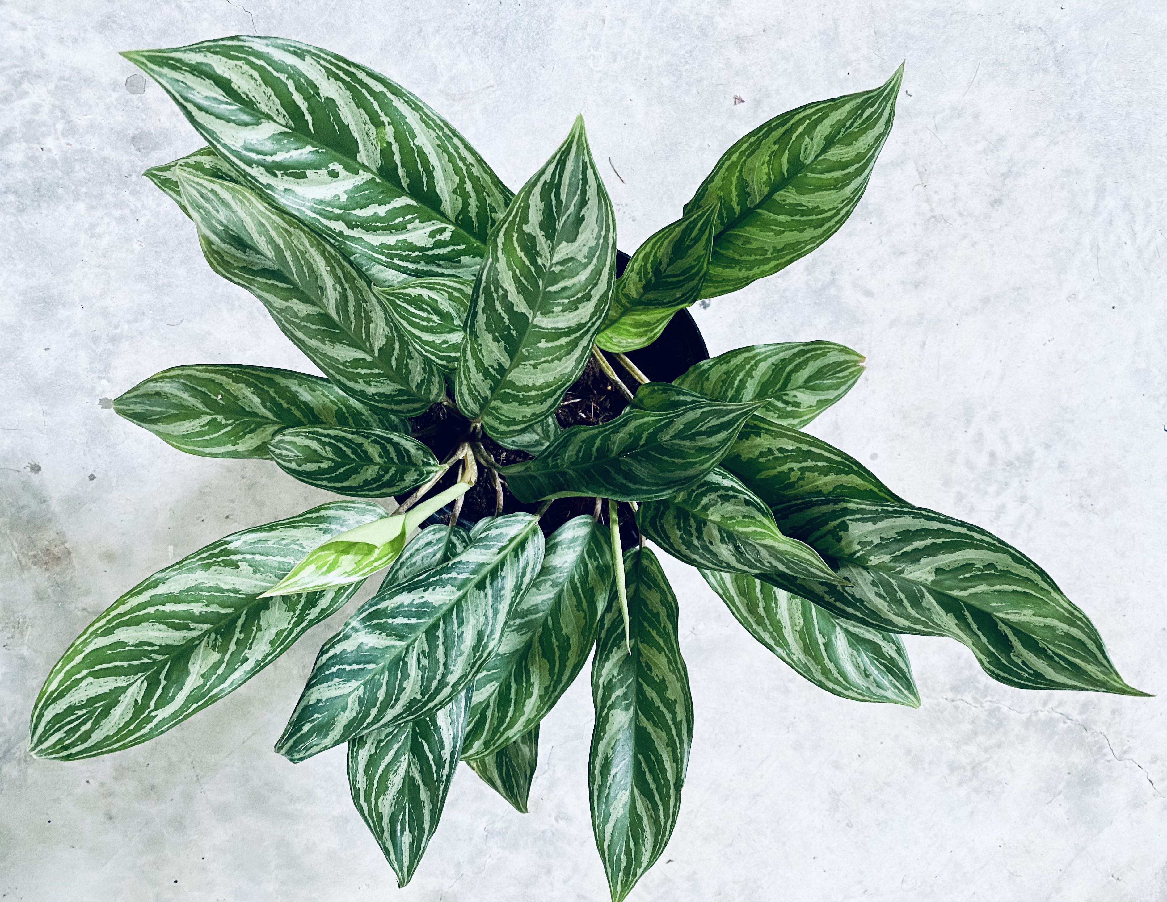 Aglaonema Malay Beauty, Furniture & Home Living, Gardening, Plants ...