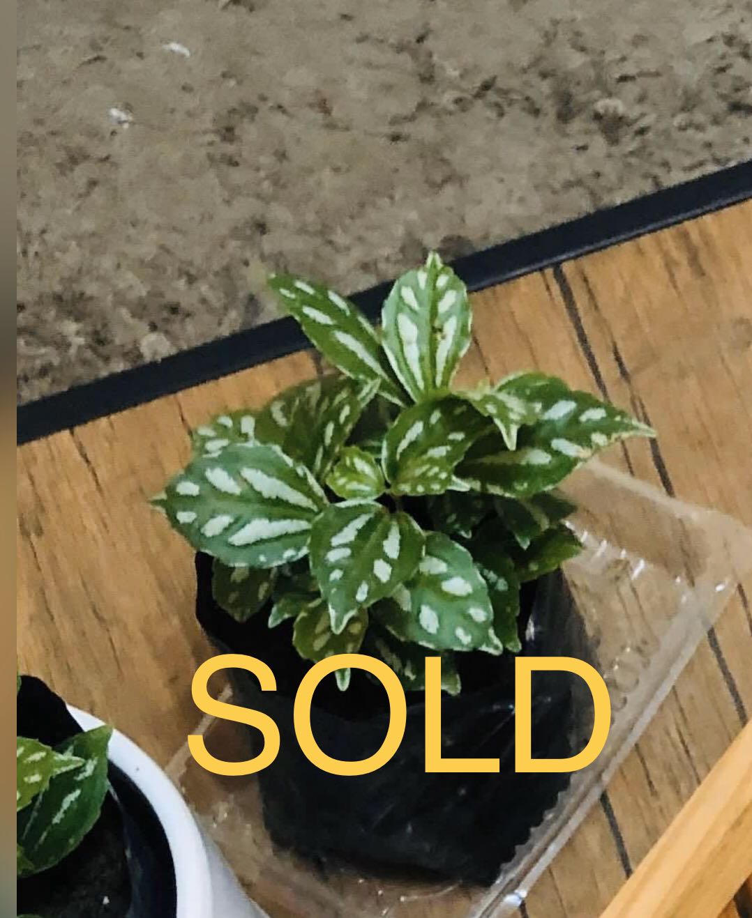 Watermelon Pilea, Furniture & Home Living, Gardening, Plants & Seeds on ...