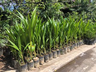 coconut seedling tacunan - View all coconut seedling tacunan ads in ...