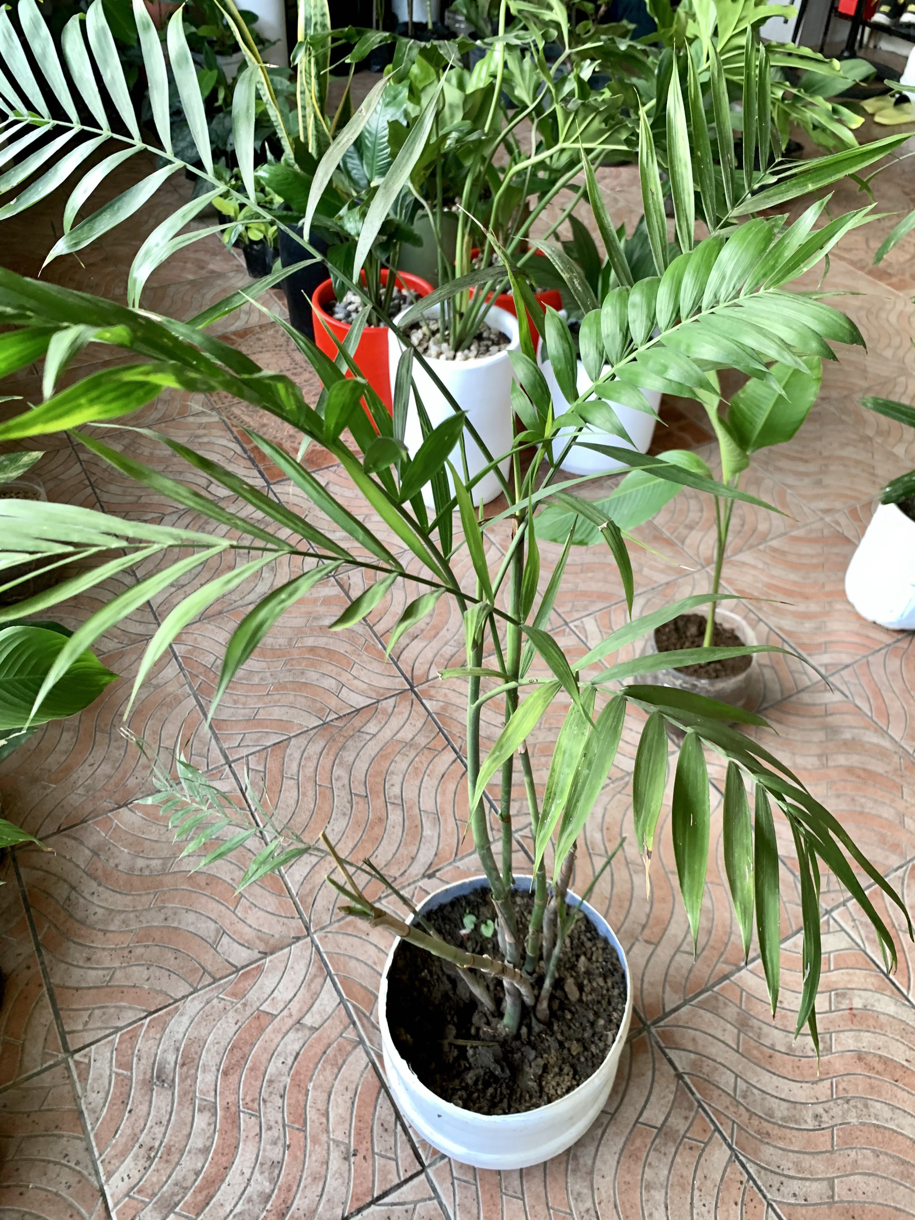 Sipirichi Palm, Furniture & Home Living, Gardening, Plants & Seeds on ...