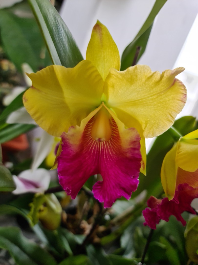 Rlc. Liu's Joyance Orchid, Furniture & Home Living, Home Decor ...