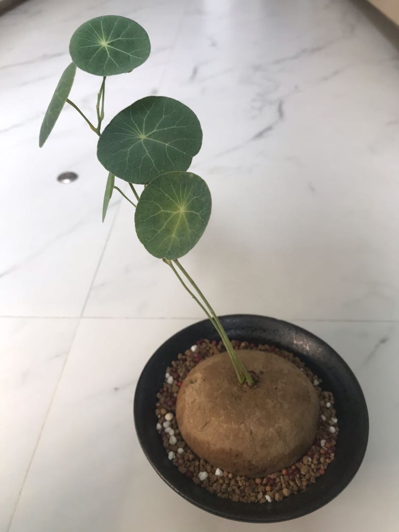 Stephania Erecta with pot 10cm, Furniture & Home Living, Gardening ...