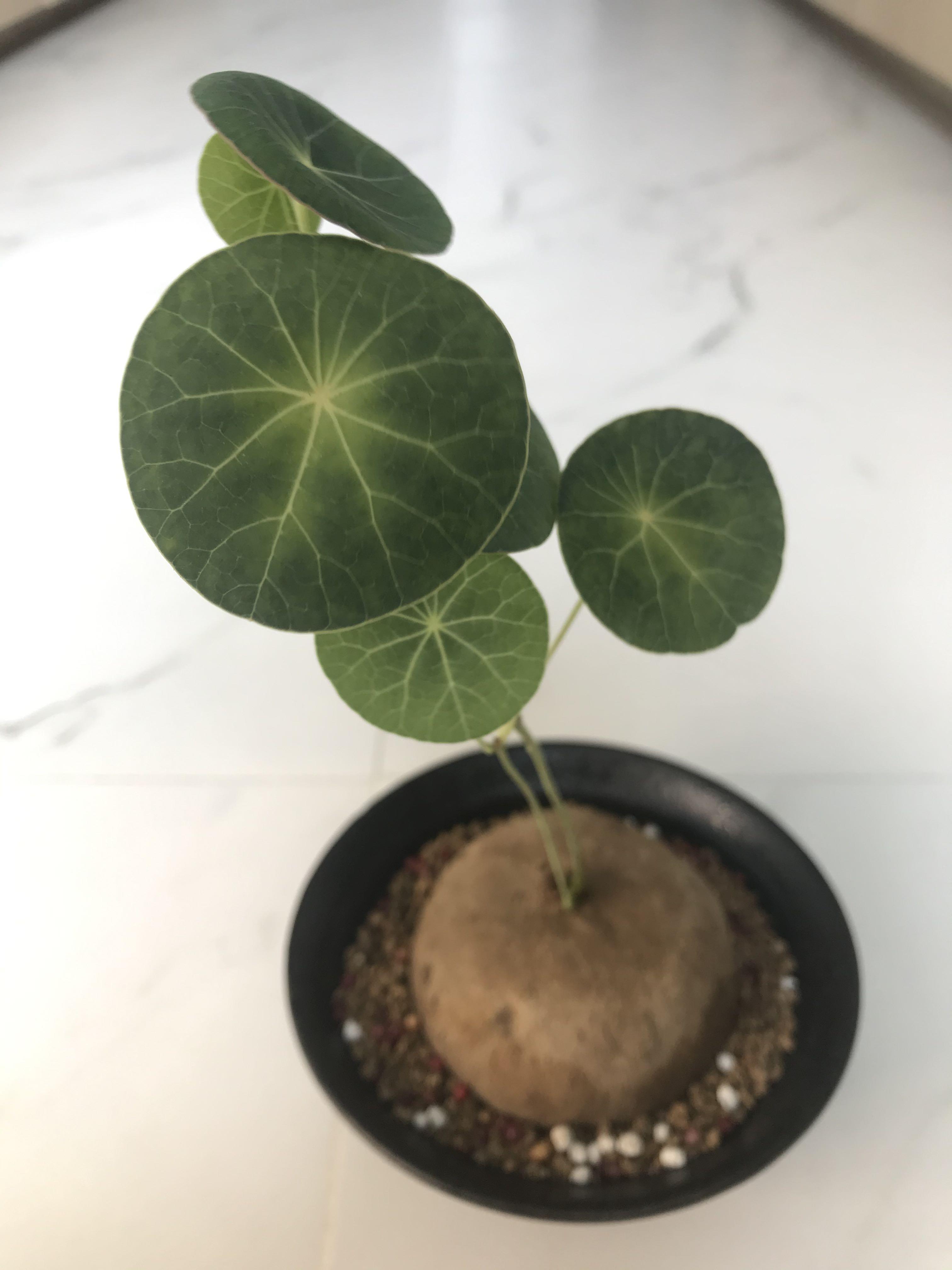 Stephania Erecta with pot 10cm, Furniture & Home Living, Gardening ...
