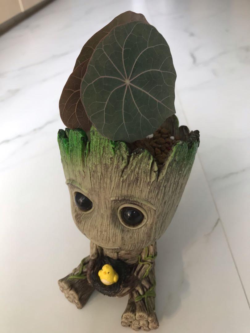 Stephania Nova with Cute Groot Pot, Furniture & Home Living, Gardening ...