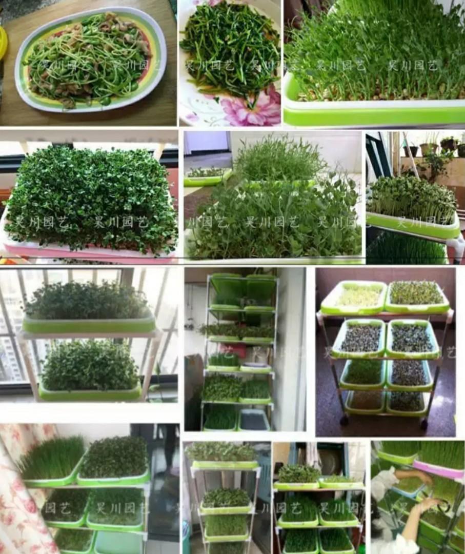 4-Tier METAL RACK ONLY for 8 Germination Starter Sprouting Hydroponics ...