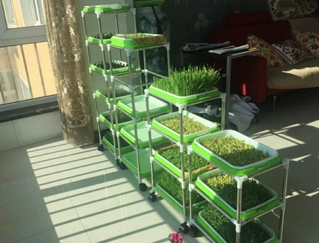 4-Tier METAL RACK ONLY for 8 Germination Starter Sprouting Hydroponics ...