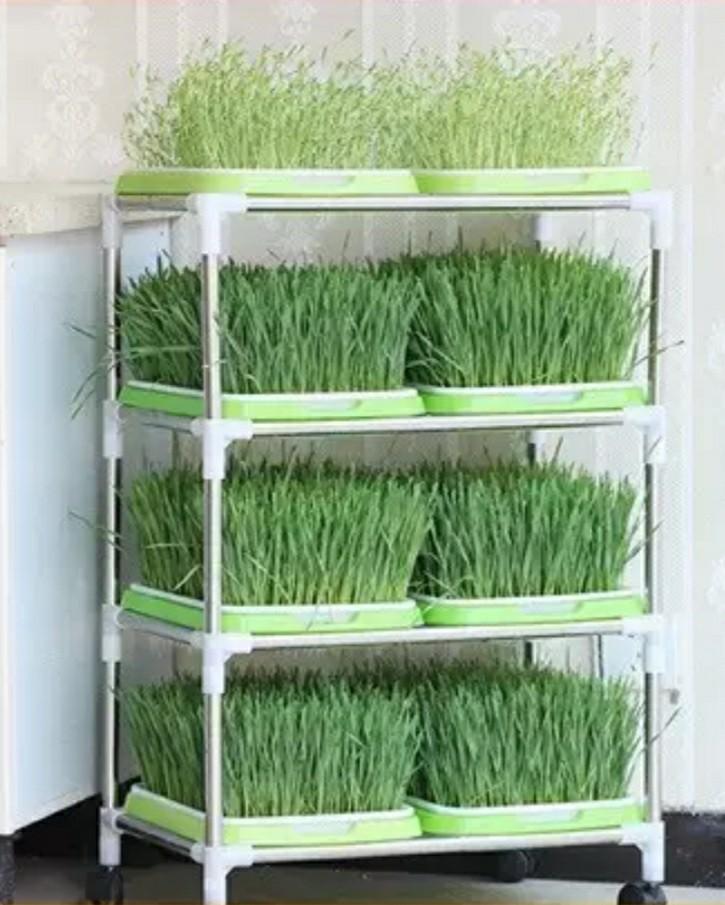 4-Tier METAL RACK ONLY for 8 Germination Starter Sprouting Hydroponics ...