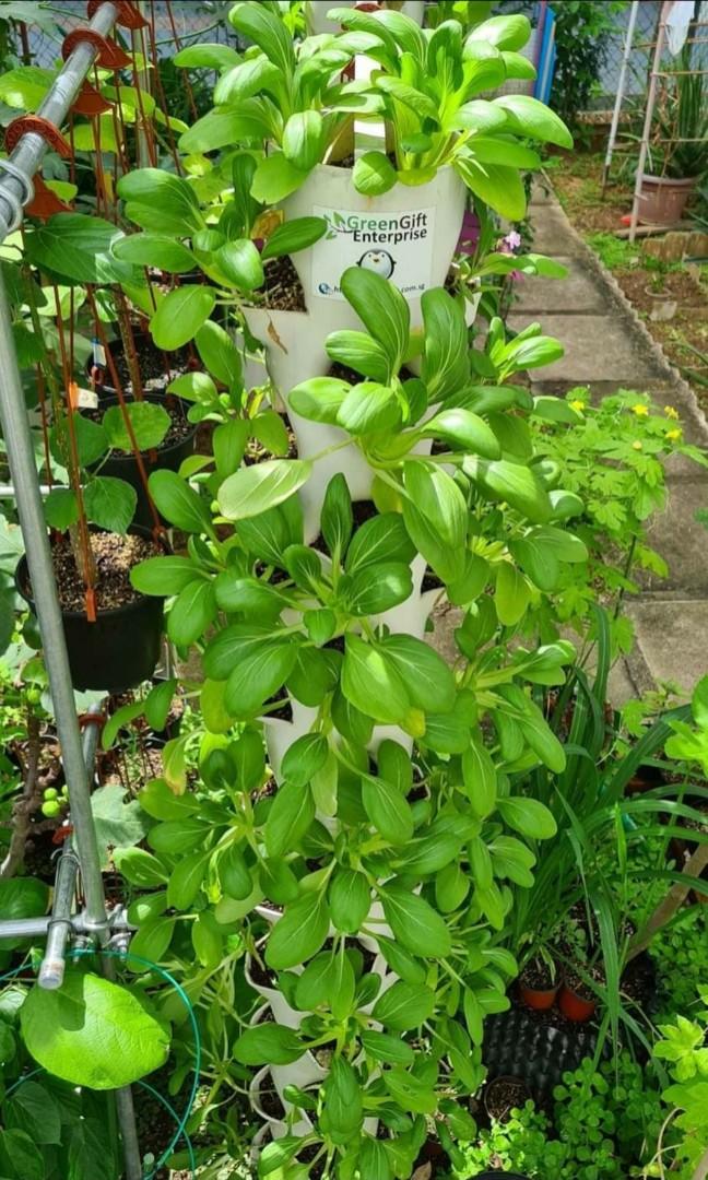 Aged Humus / Premium Compost Mix (4x1.5L Zip-Lock bag), Furniture ...