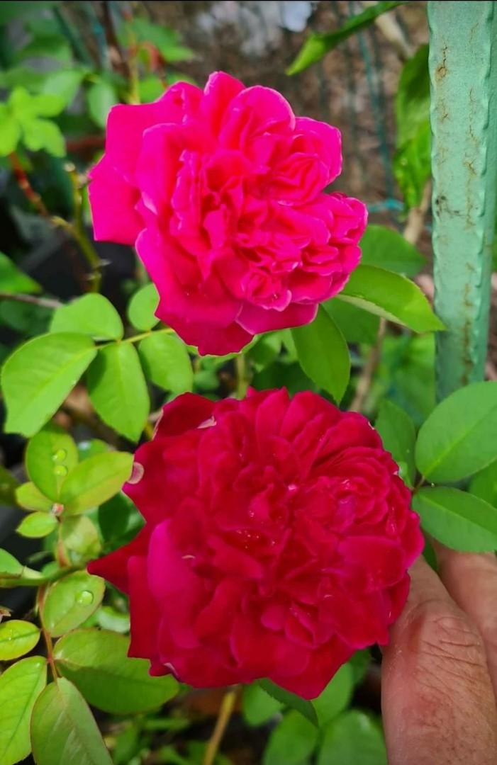 Aged Humus / Premium Compost Mix (4x1.5L Zip-Lock bag), Furniture ...