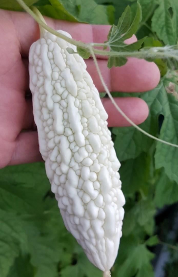 Aged Humus / Premium Compost Mix (4x1.5L Zip-Lock bag), Furniture ...