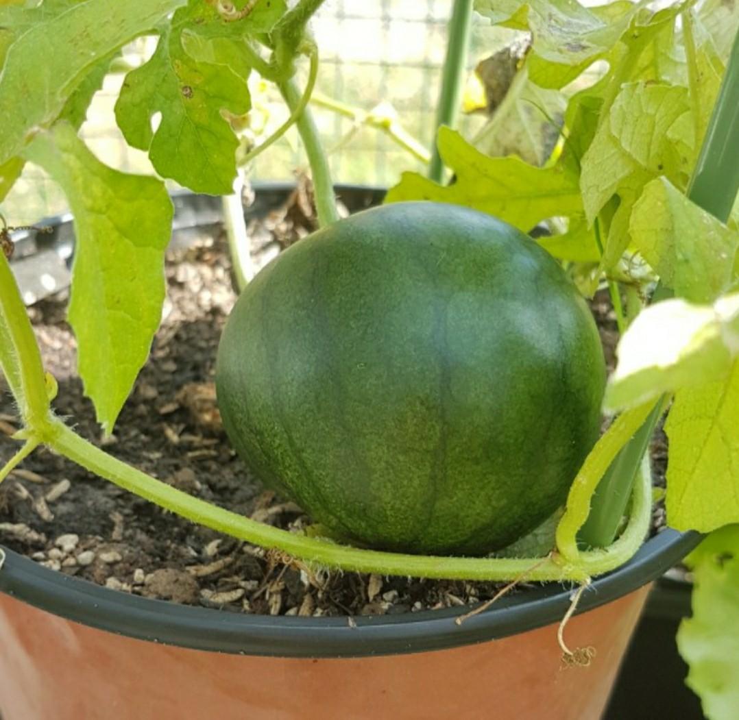 Aged Humus / Premium Compost Mix (4x1.5L Zip-Lock bag), Furniture ...