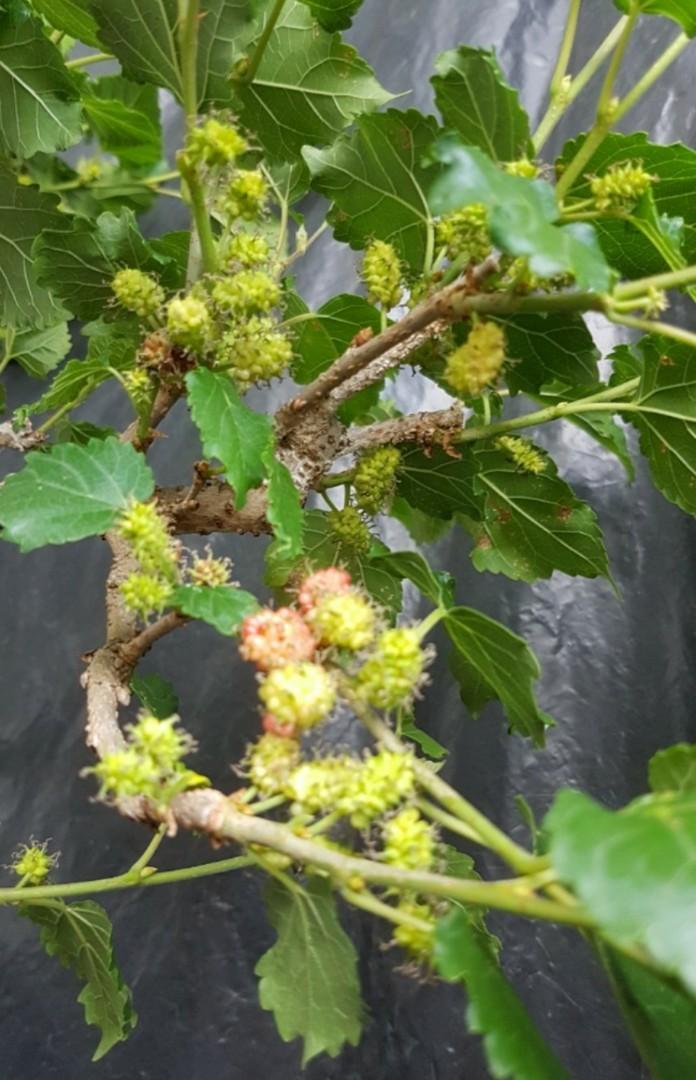 Aged Humus / Premium Compost Mix (4x1.5L Zip-Lock bag), Furniture ...