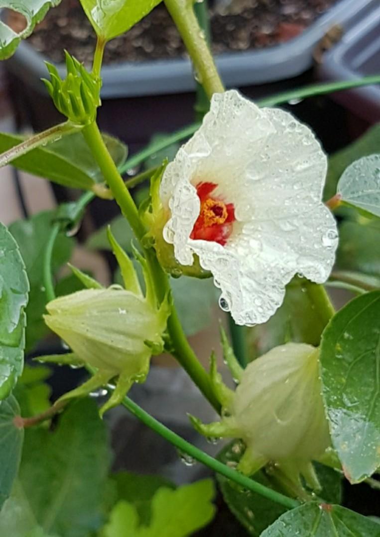 Aged Humus / Premium Compost Mix (4x1.5L Zip-Lock bag), Furniture ...