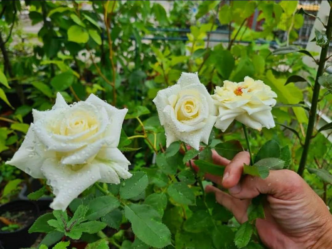 Aged Humus / Premium Compost Mix (4x1.5L Zip-Lock bag), Furniture ...