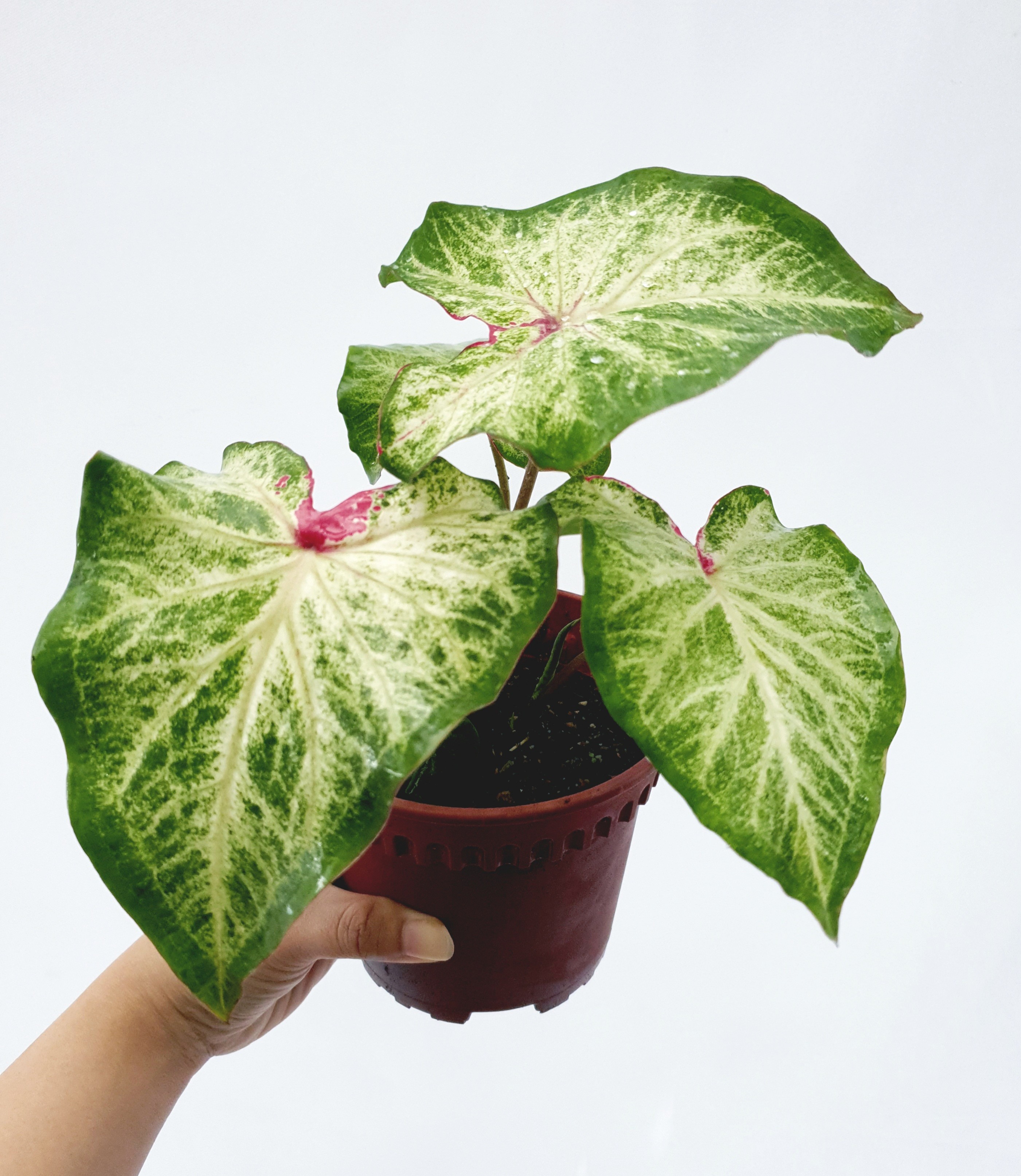 Caladium Candyland, Furniture & Home Living, Gardening, Plants & Seeds ...