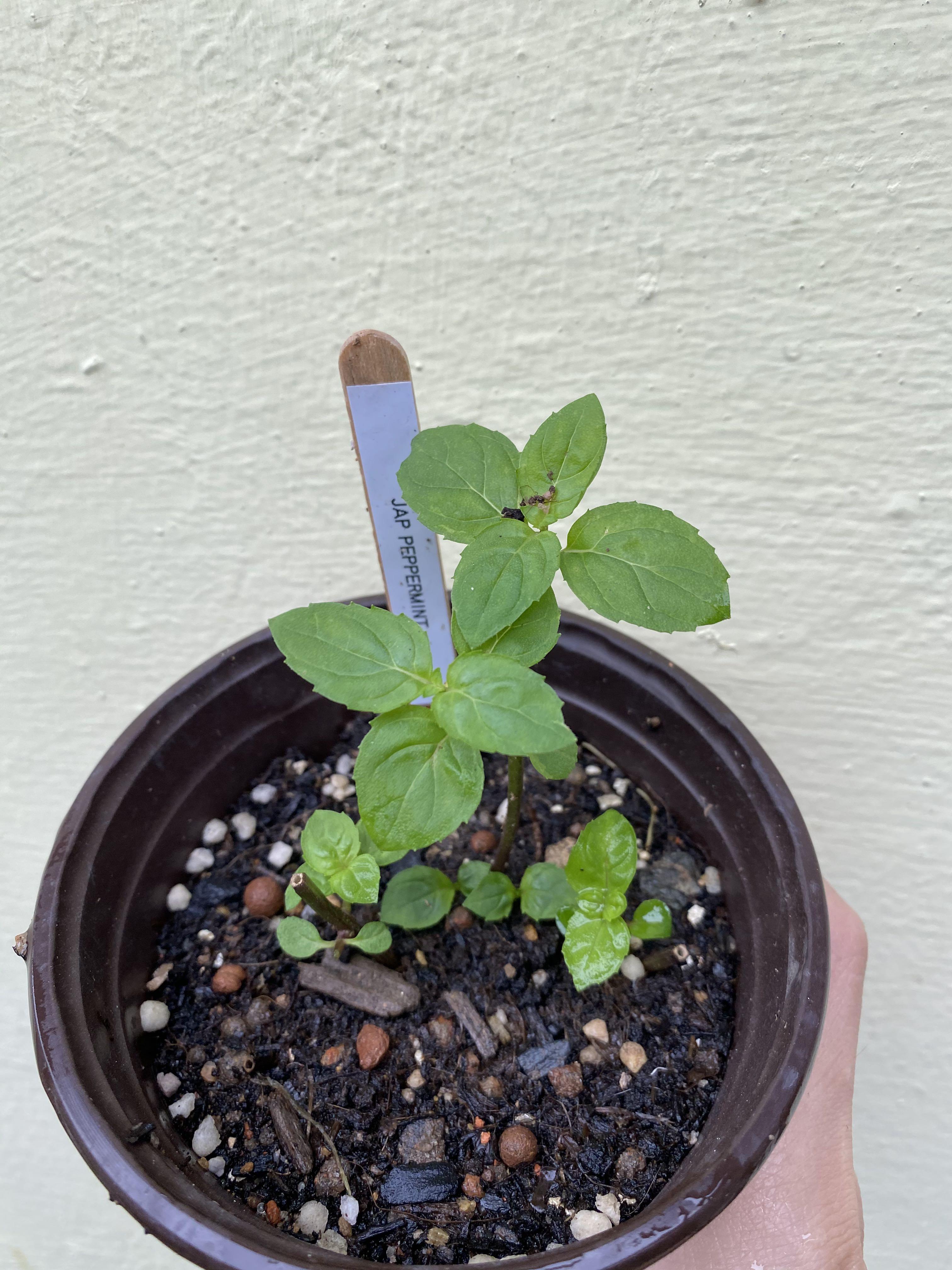 Rare mints: Japanese Peppermint, Furniture & Home Living, Gardening ...