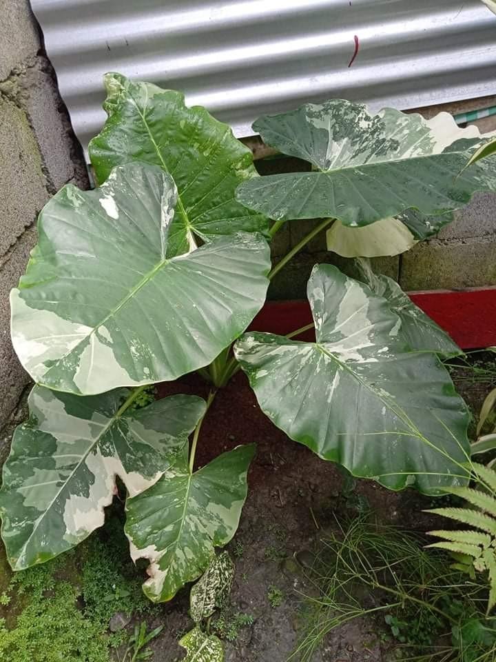Alocasia (Badyang) with wide leaf, Furniture & Home Living, Gardening ...