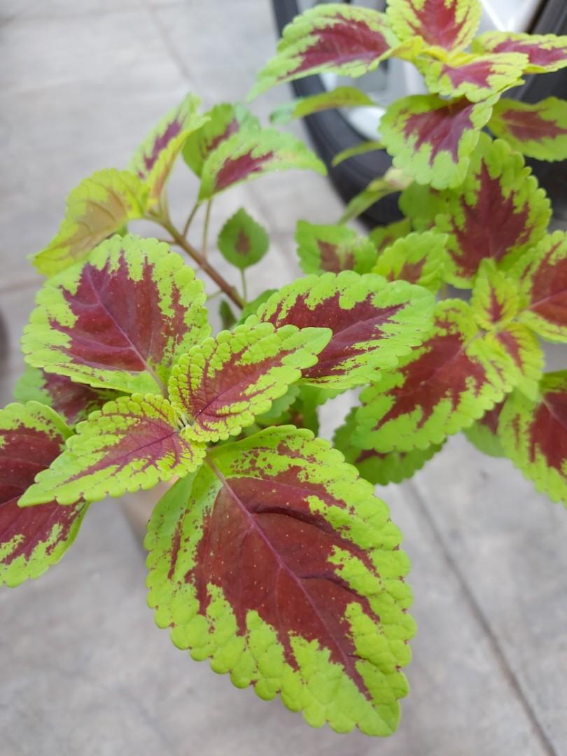 Mayana Plant, can be Outdoor or Indoor, Luck plant, Furniture & Home ...