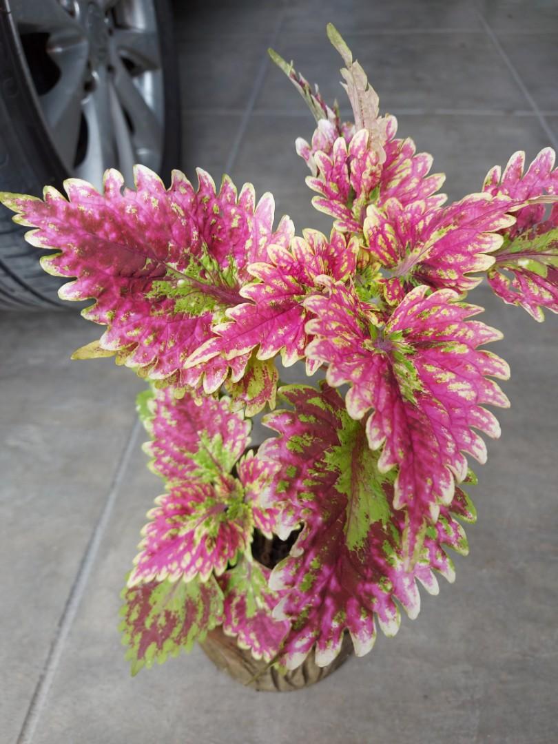 Mayana Plant, can be Outdoor or Indoor, Luck plant, Furniture & Home ...