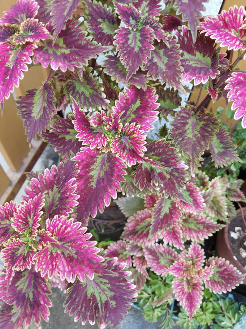 Mayana Plant, can be Outdoor or Indoor, Luck plant, Furniture & Home ...