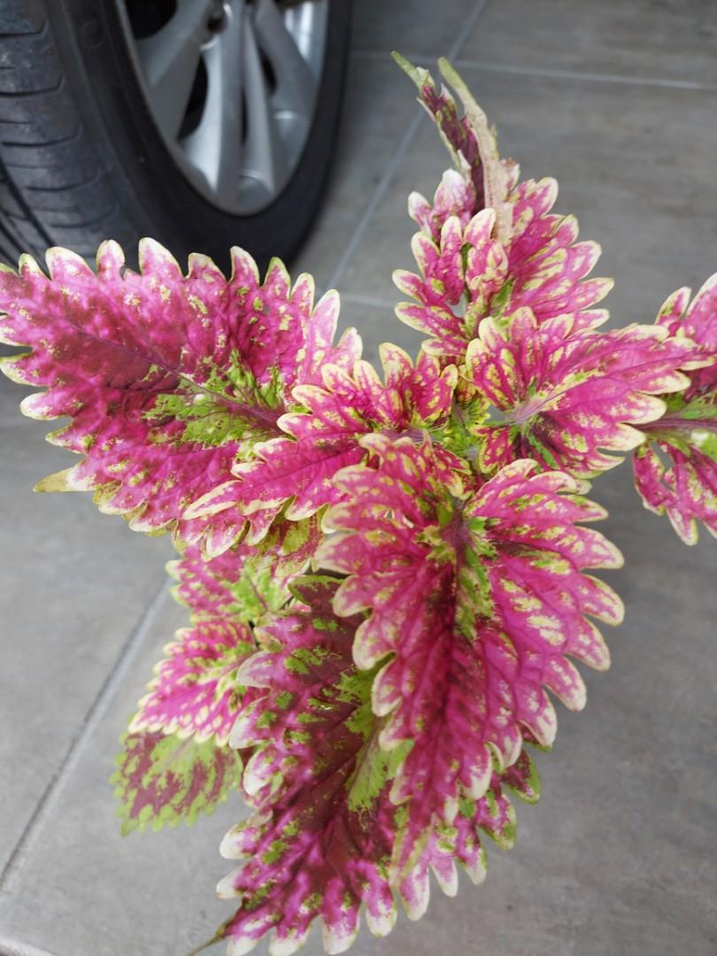 Mayana Plant, can be Outdoor or Indoor, Luck plant, Furniture & Home ...