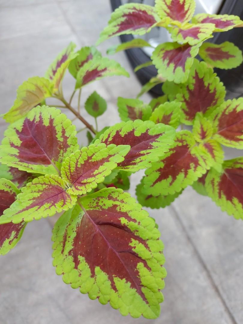 Mayana Plant Can Be Outdoor Or Indoor Luck Plant Furniture Home Mayana Plant Can Be Outdoor Or Indoor Luck Plant Furniture Home