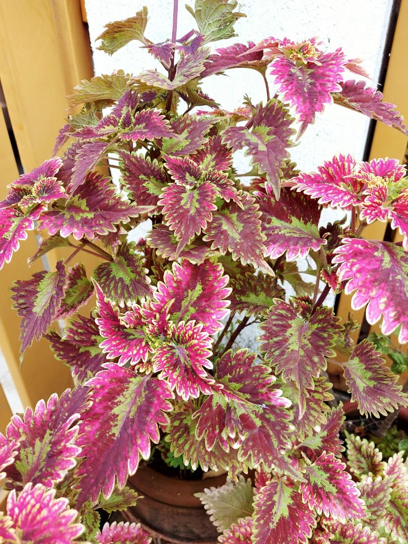 Mayana Plant Can Be Outdoor Or Indoor Luck Plant Furniture Home mayana-plant-can-be-outdoor-or-indoor-luck-plant-furniture-home