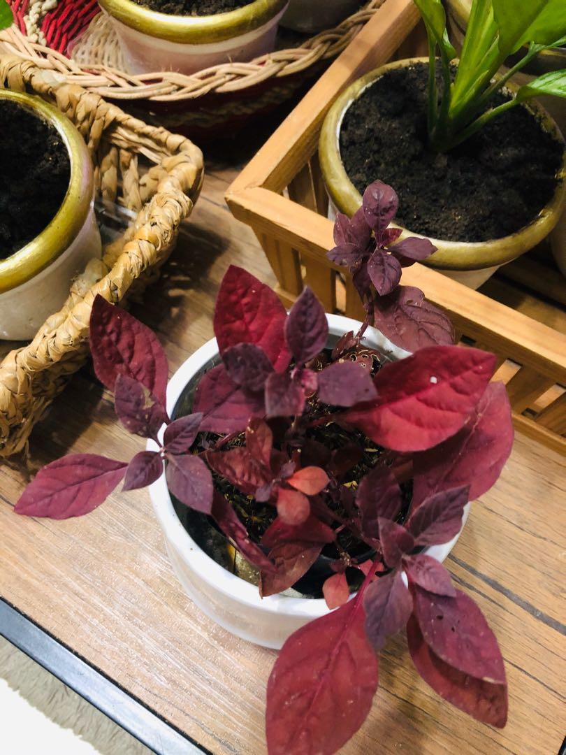 Red Creeper / Alternanthera Plant, Furniture & Home Living, Gardening ...