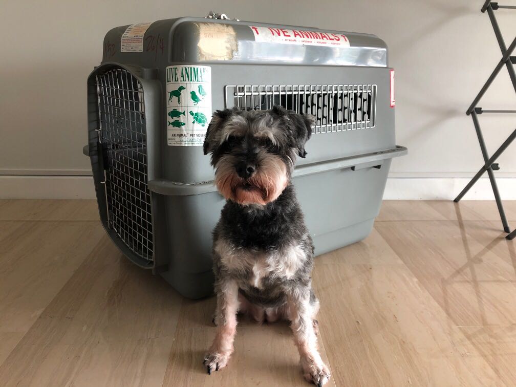 Petmate Sky Kennel Dog Crate, Pet Supplies, Homes & Other Pet ... Petmate Sky Kennel Dog Crate, Pet Supplies, Homes & Other Pet ...