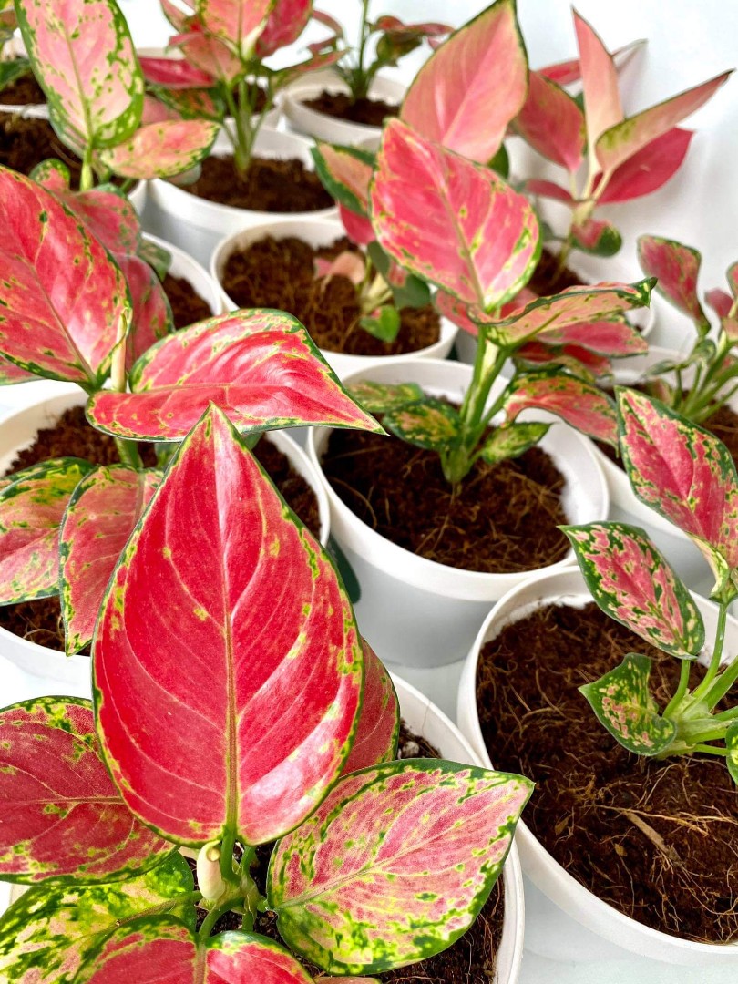 Craft Supplies & Tools Red Valentine Aglaonema House Plants Floral ...