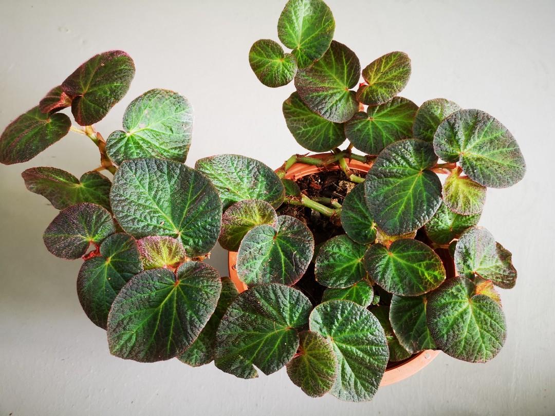 Rare Begonia sp Thailand Terrarium Plant Ferns, Grasses & Bamboo Home ...