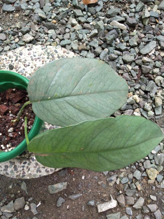 Cebu Blue Pothos (2 Large Leaves), Furniture & Home Living, Gardening ...