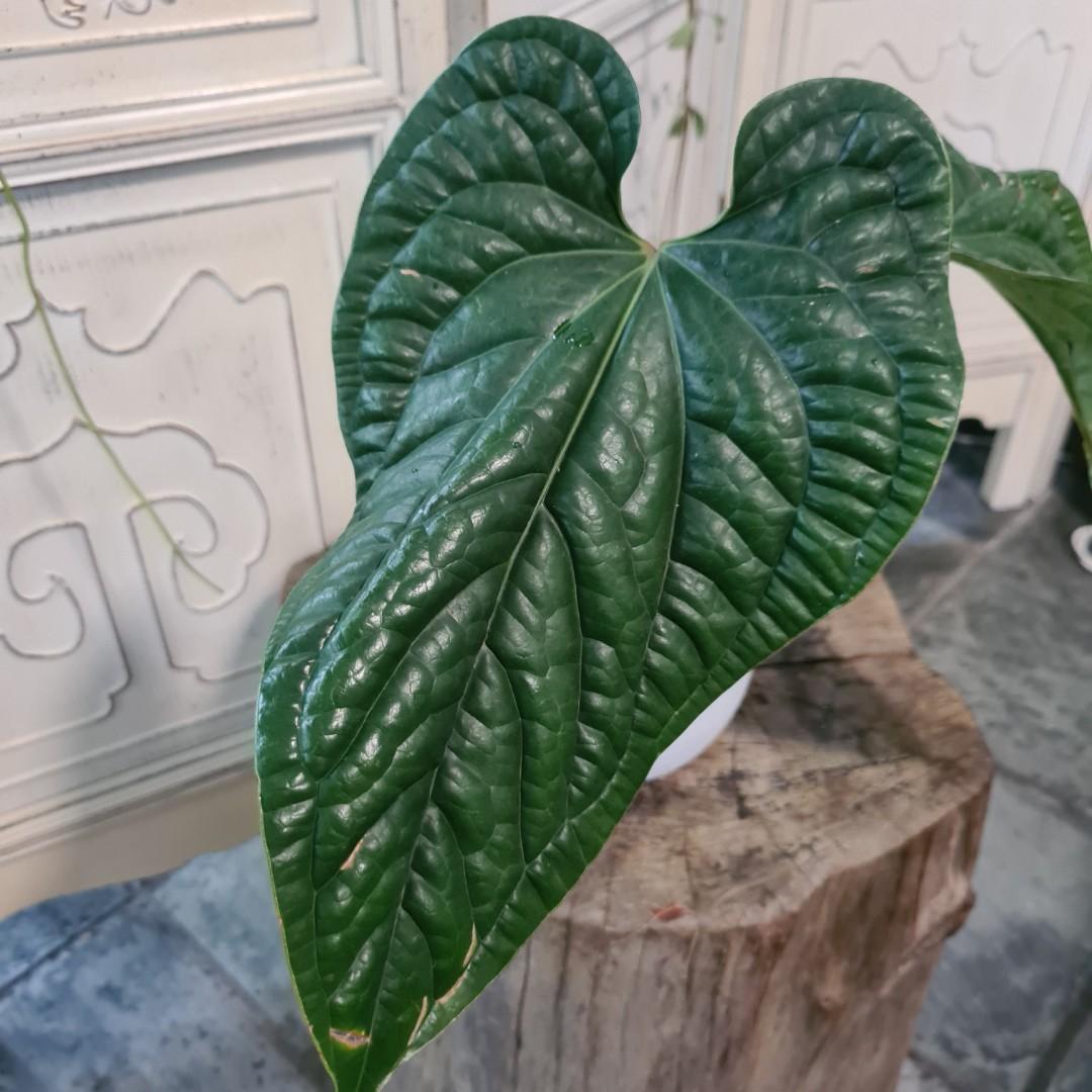 anthurium radicans, Furniture & Home Living, Gardening, Plants & Seeds ...