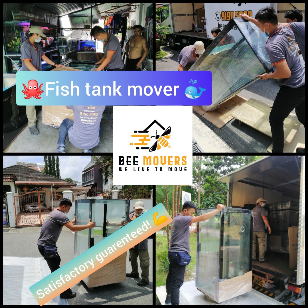Best fish tank mover movers, Home Services, Movers & Delivery on Carousell