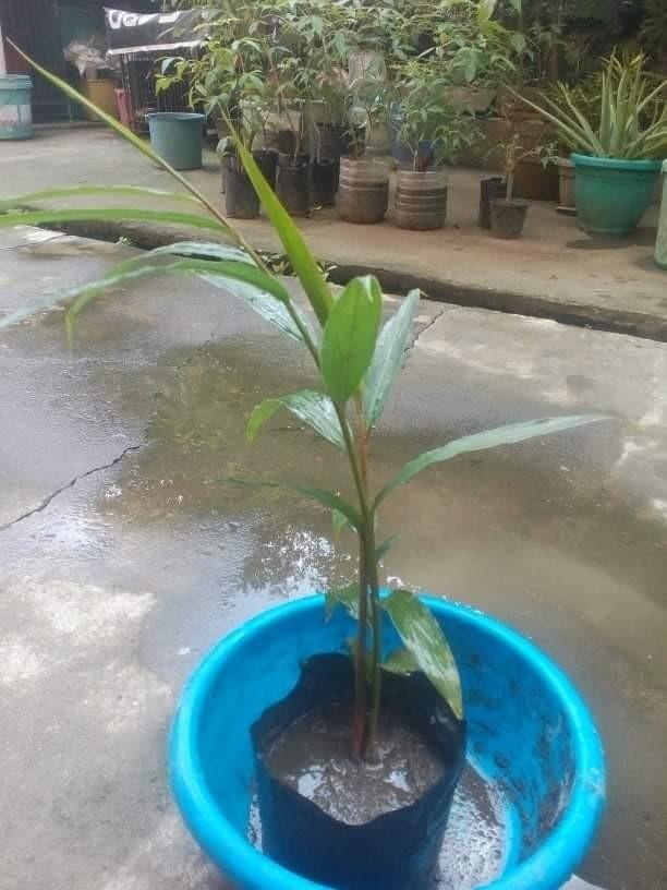 Tagbak stem plant medicinal plant stem for arthritis for sale from ...