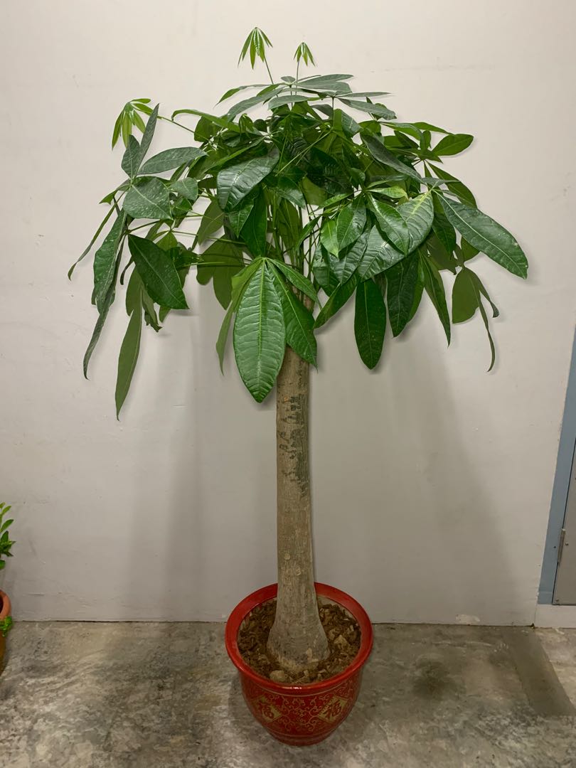 (Foliar) Big (Single Stem) Money Tree / Fortune Tree / Pachira Aquatica ...