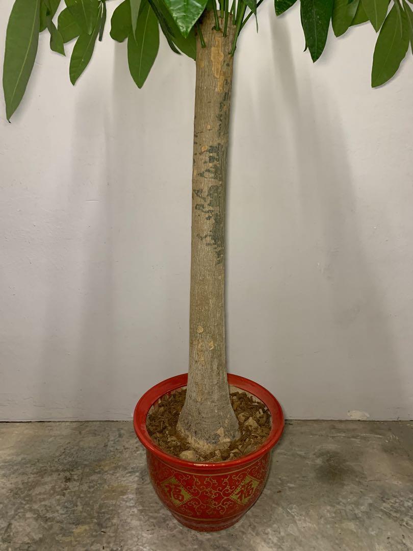 (Foliar) Big (Single Stem) Money Tree / Fortune Tree / Pachira Aquatica ...
