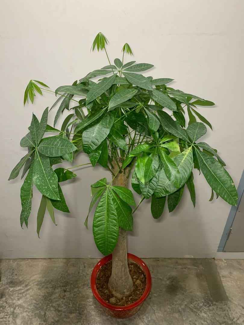 (Foliar) Big (Single Stem) Money Tree / Fortune Tree / Pachira Aquatica ...