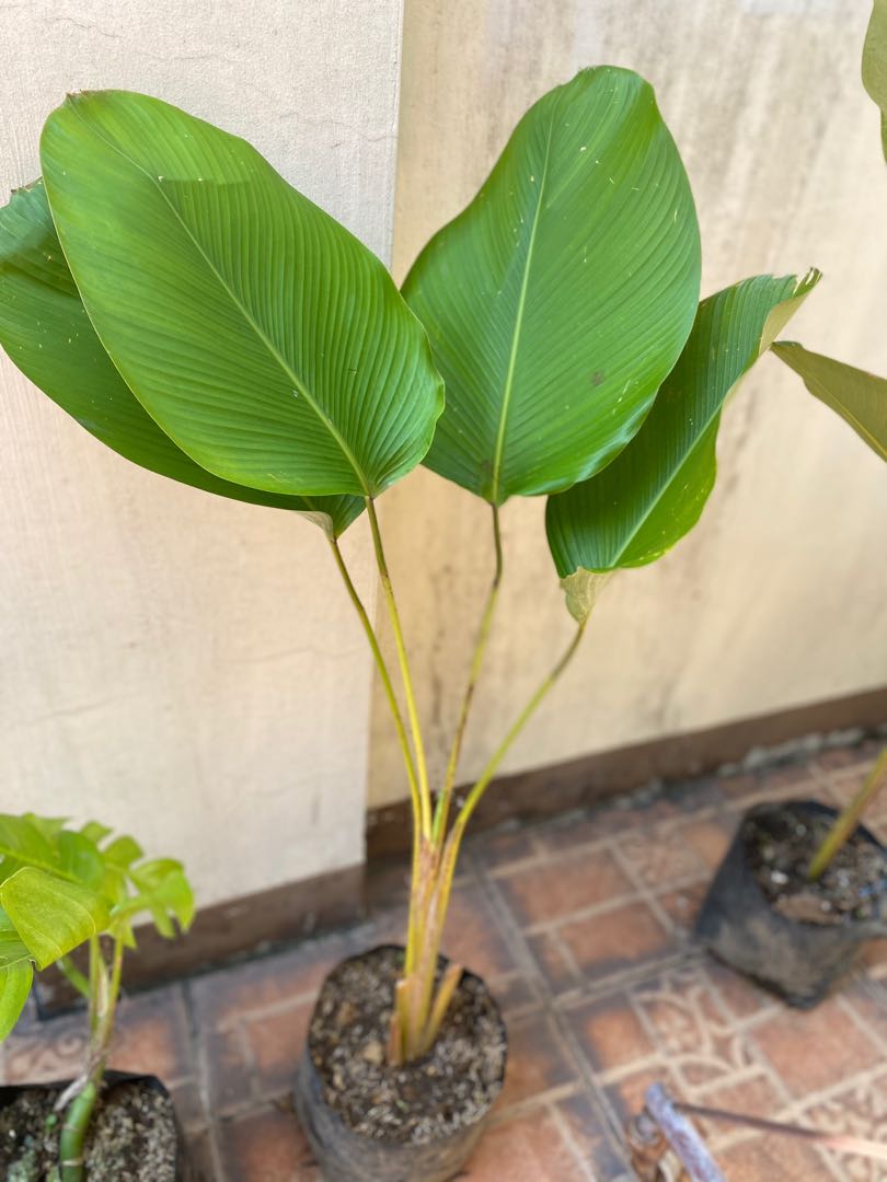 Calathea lutea Plant, Furniture & Home Living, Gardening, Plants ...