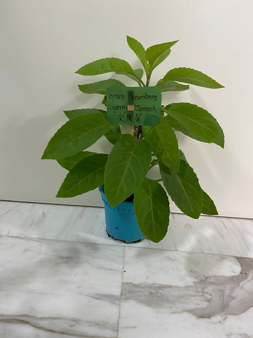 Gynura Procumbens Longevity spinach, Gardening, Plants on Carousell
