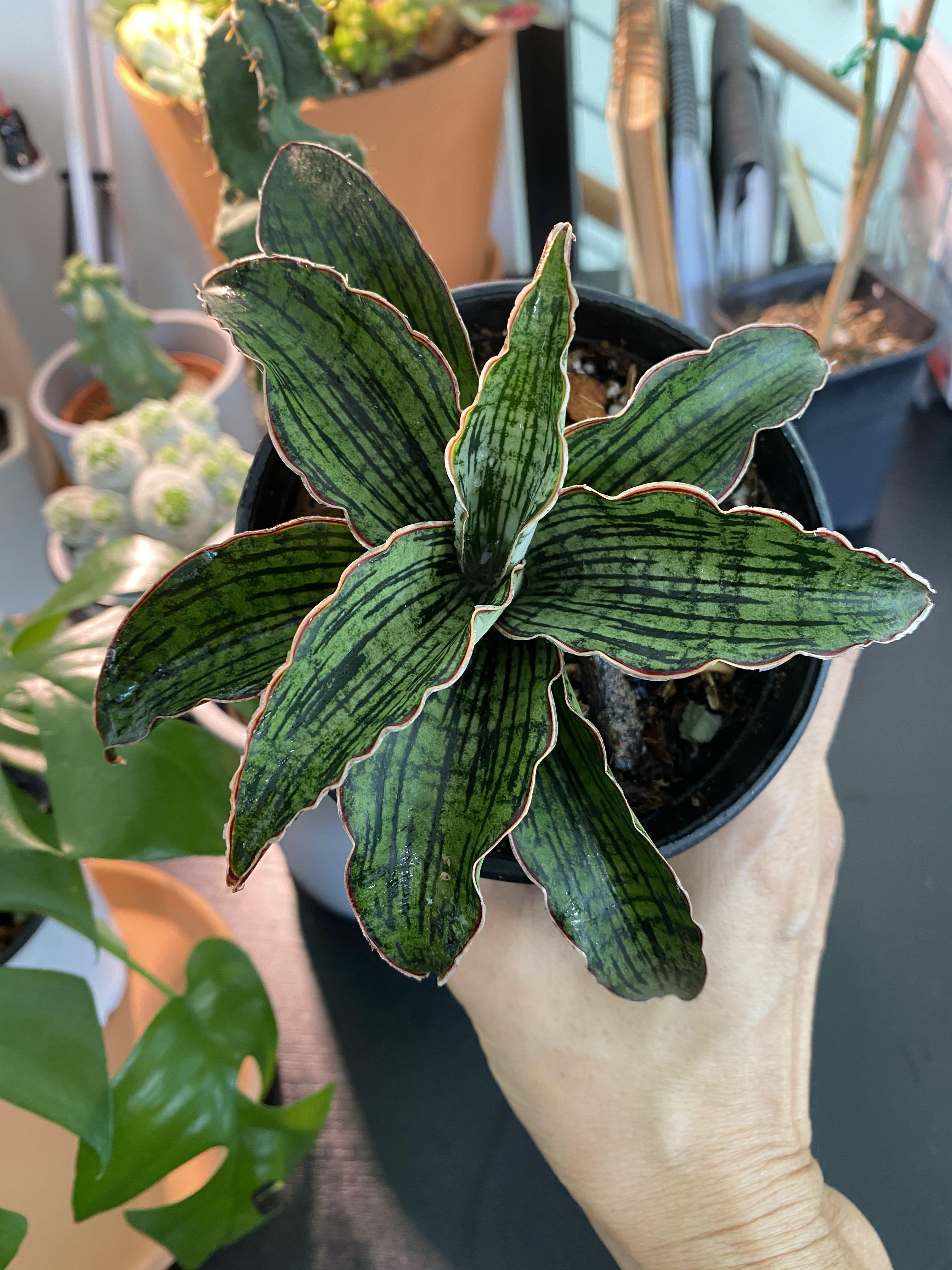 Home & Living Sansevieria Cleopatra Variegated Extremely Rare Outdoor ...