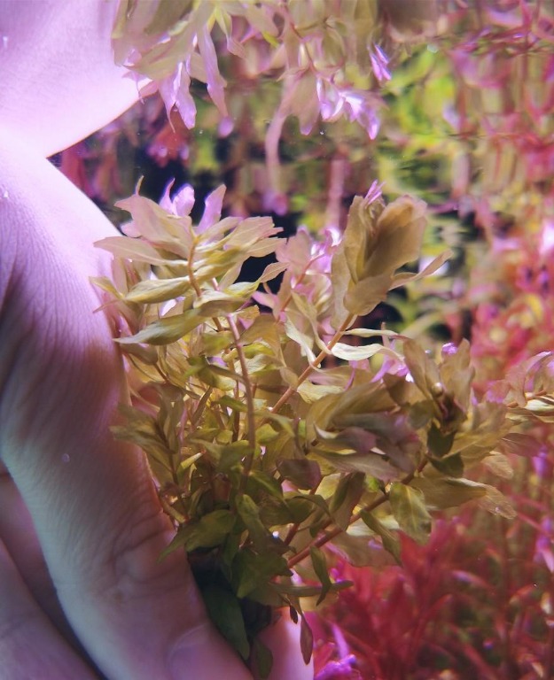 Rotala Macandra Mini 'Type 3' (Green), Furniture & Home Living ...