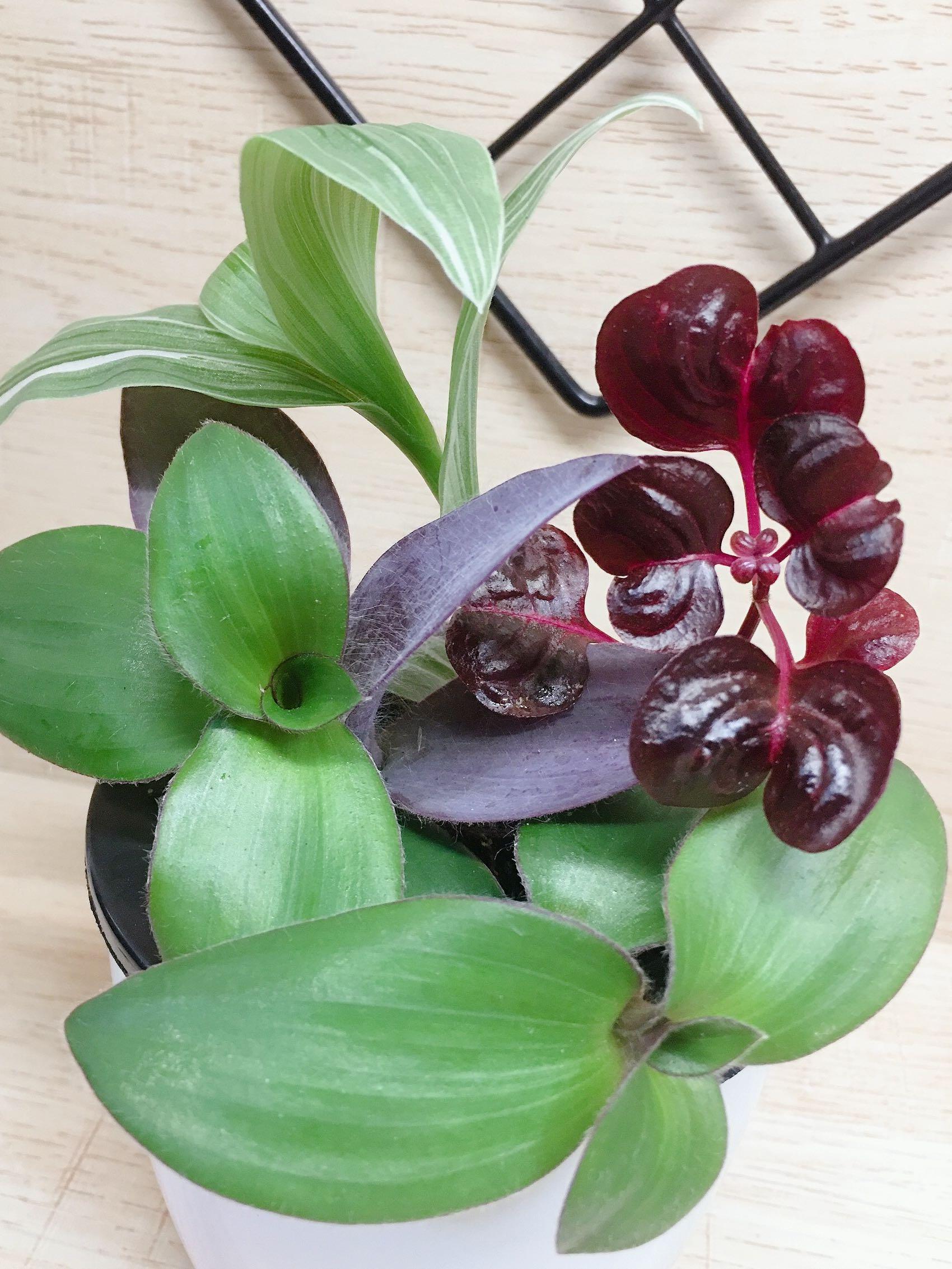 Tradescantia mix and red iresine variegated albiflora albovittata red ...