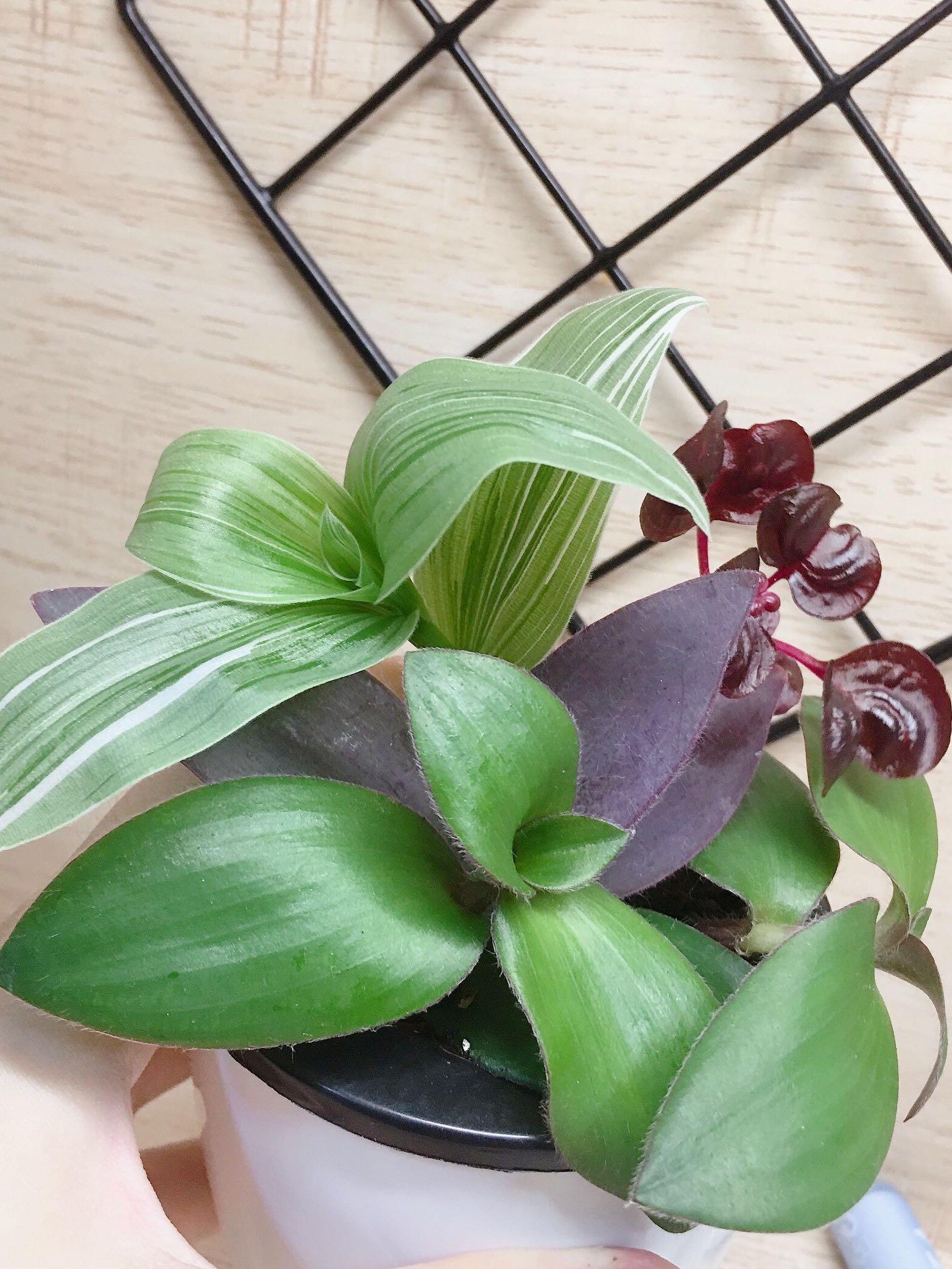Tradescantia mix and red iresine variegated albiflora albovittata red ...