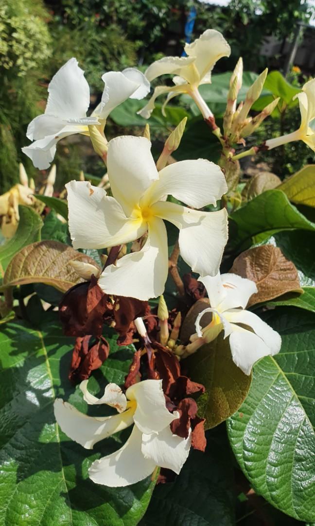 Flowering plant - Chonemorpha fragrans, frangipani vine , climbing ...