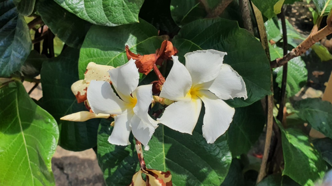 Flowering plant - Chonemorpha fragrans, frangipani vine , climbing ...
